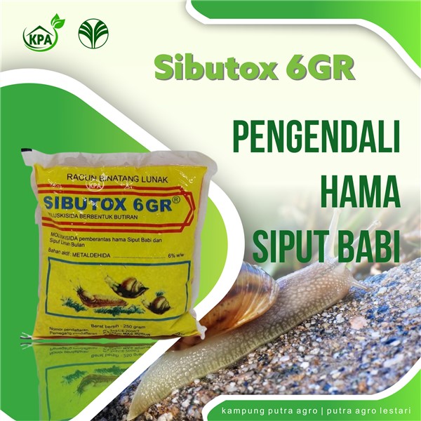 SIBUTOX - Obat Pembasmi Bekicot, Hama Siput, Siput babi, Keong dan ...